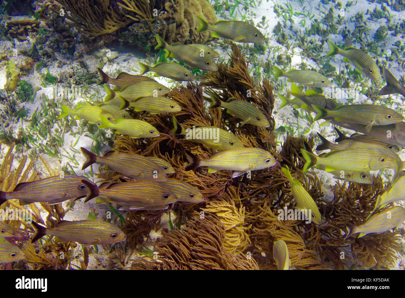 Mesoamerican barrier Great Mayan Reef grunt fishes in Riviera Maya ...