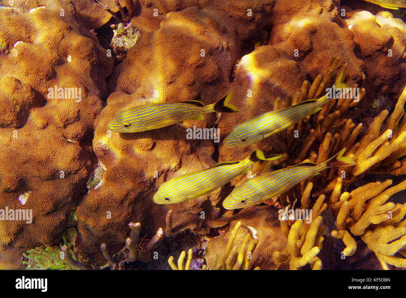 Mesoamerican barrier Great Mayan Reef grunt fishes in Riviera Maya ...
