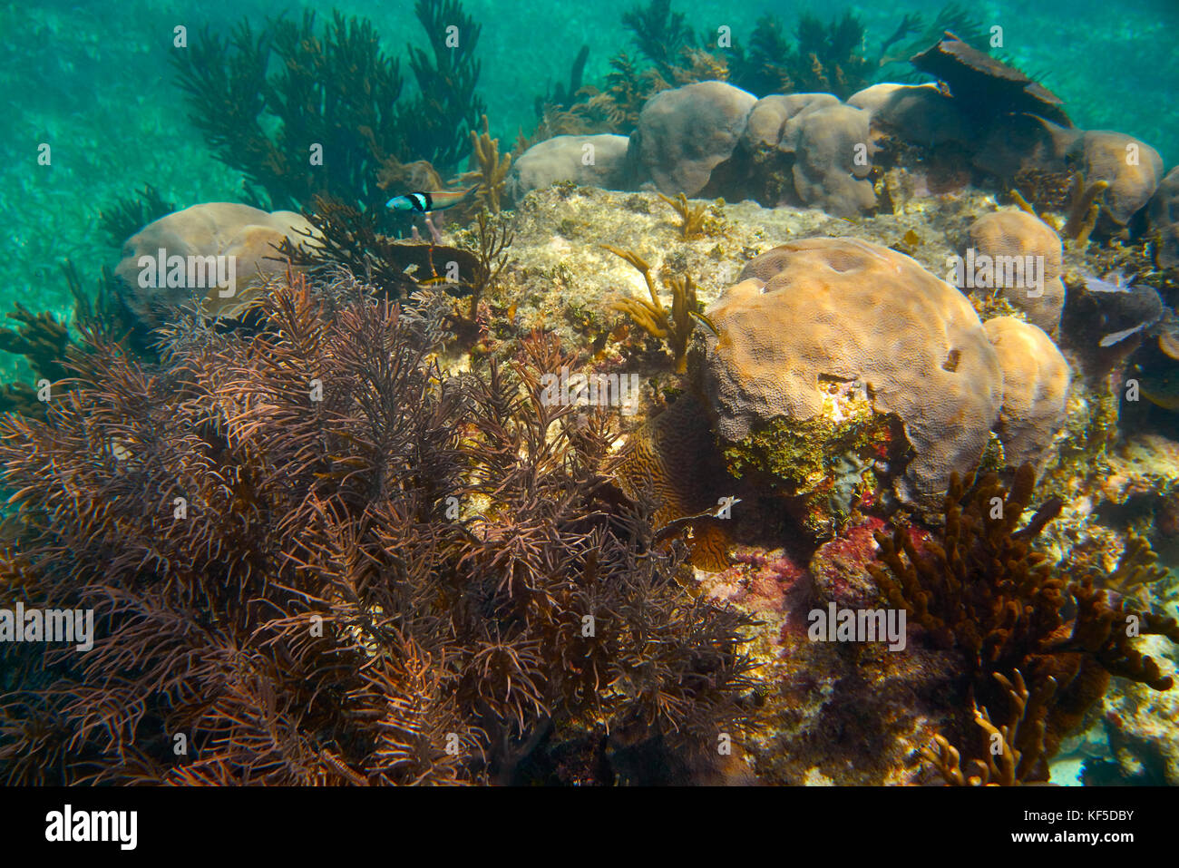 Mesoamerican barrier Great Mayan Reef in Riviera Maya of Caribbean ...