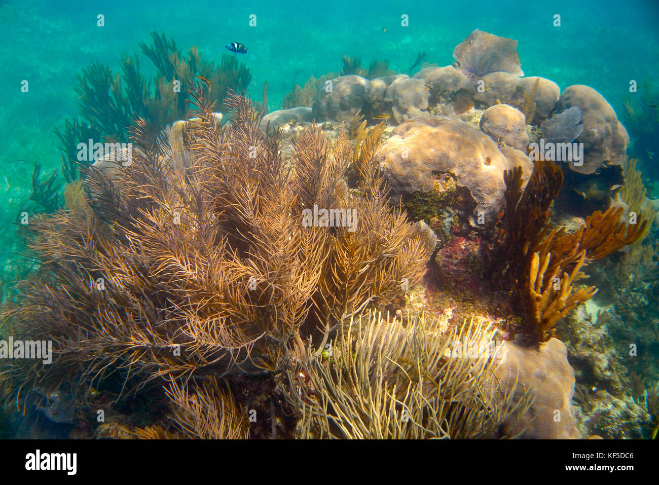 Mesoamerican barrier Great Mayan Reef in Riviera Maya of Caribbean ...