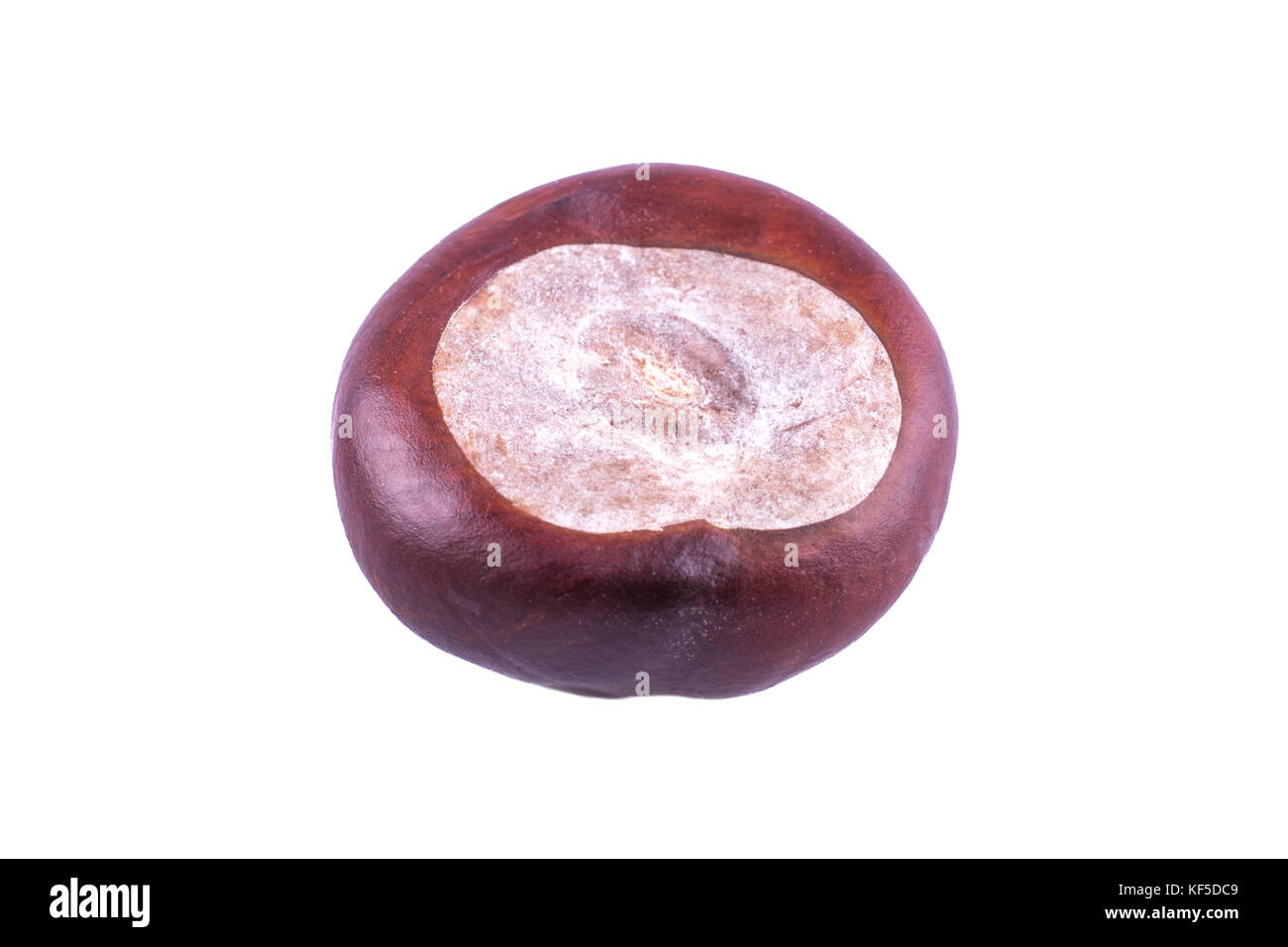 Chestnut tree not forest not horse Cut Out Stock Images & Pictures - Alamy