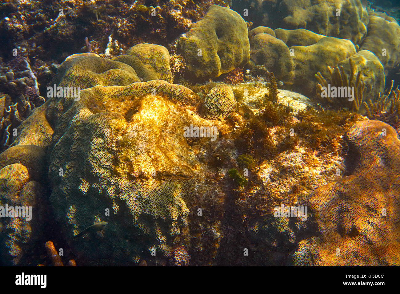 Mesoamerican barrier Great Mayan Reef in Riviera Maya of Caribbean ...