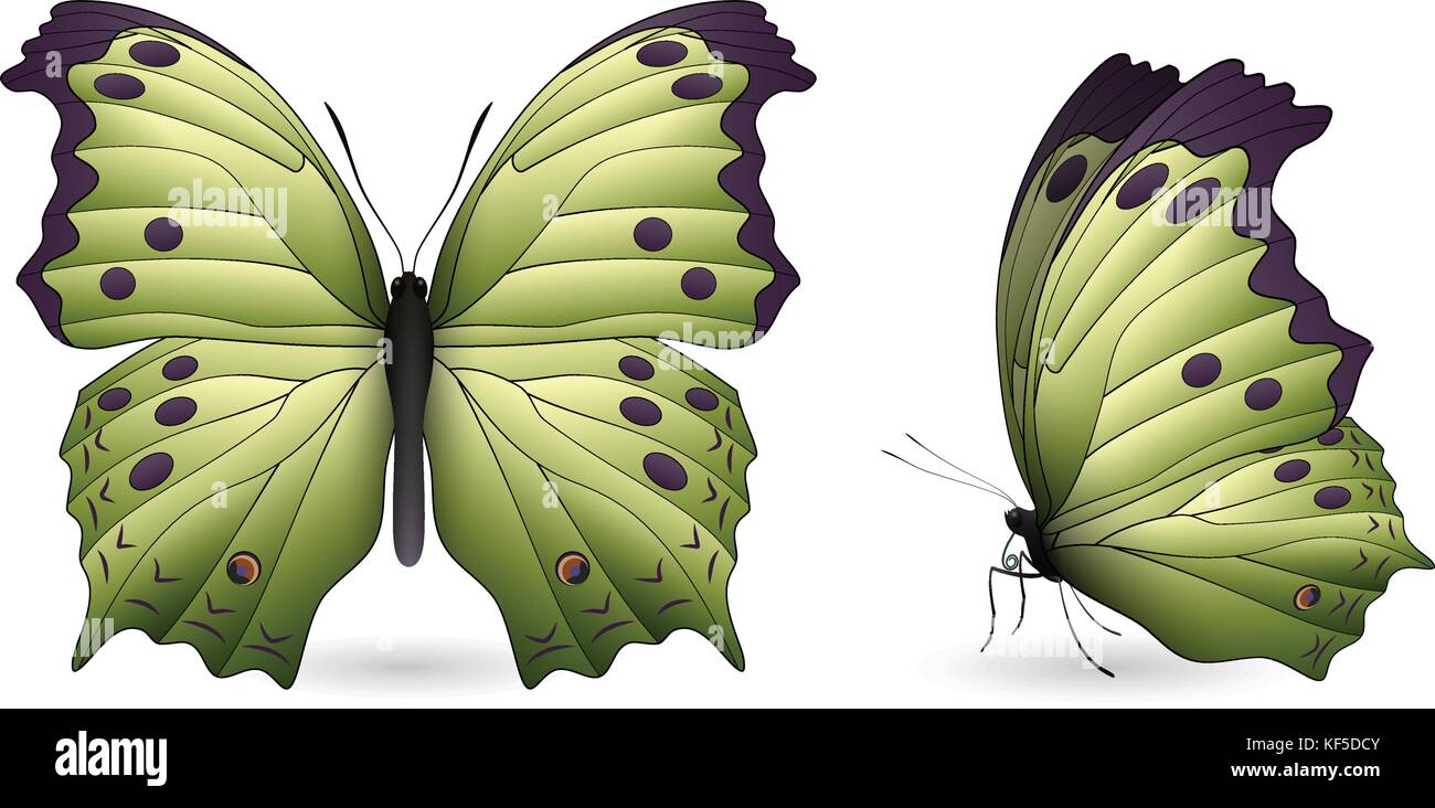 Tree nymph butterflies Stock Vector Images - Alamy