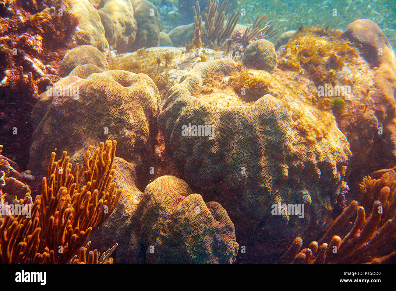 Mesoamerican barrier Great Mayan Reef in Riviera Maya of Caribbean ...