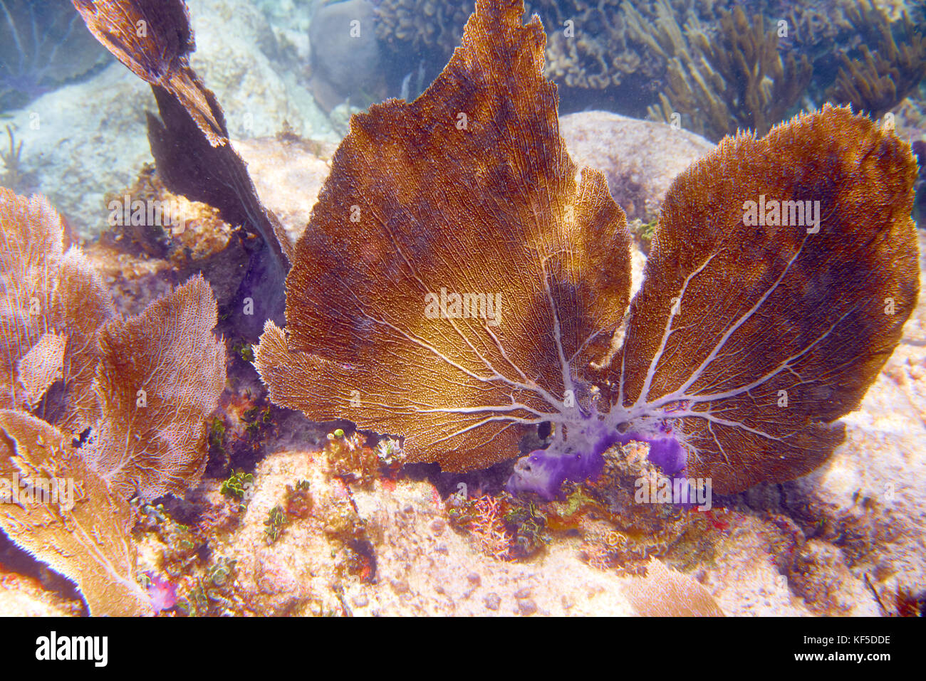 Gorgonian coral Great Mayan Reef in Riviera Maya of Caribbean Mexico ...
