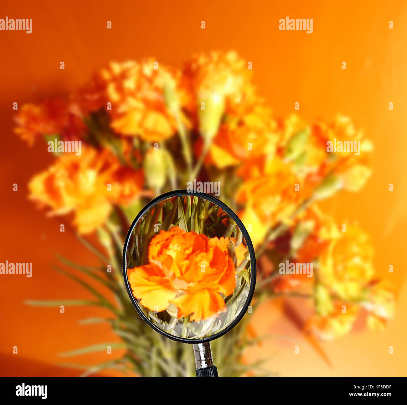 In Focus Flower Stock Photo - Alamy