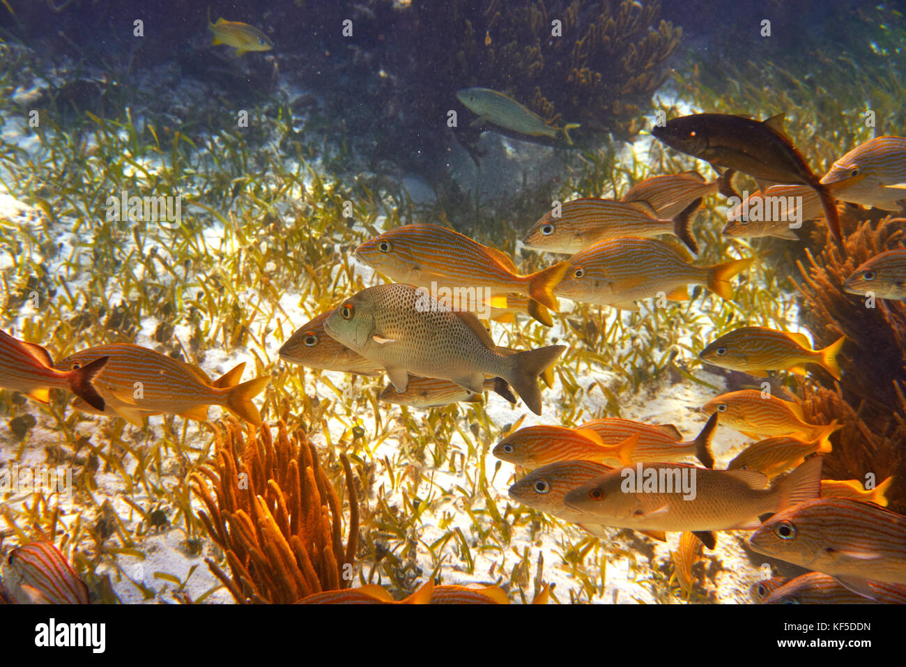 Mesoamerican barrier Great Mayan Reef grunt fishes in Riviera Maya ...
