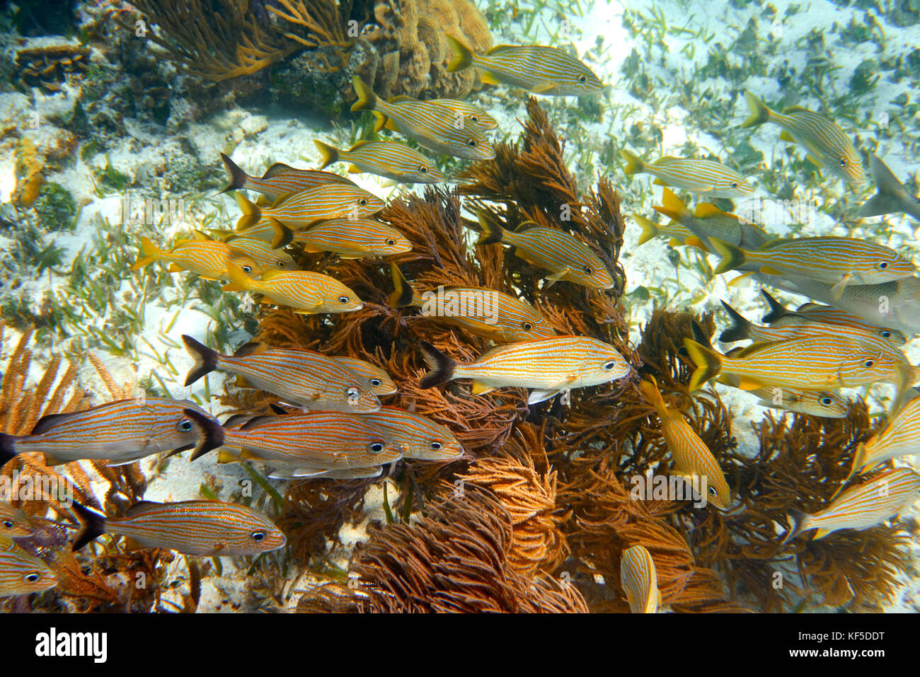 Mesoamerican barrier Great Mayan Reef grunt fishes in Riviera Maya ...