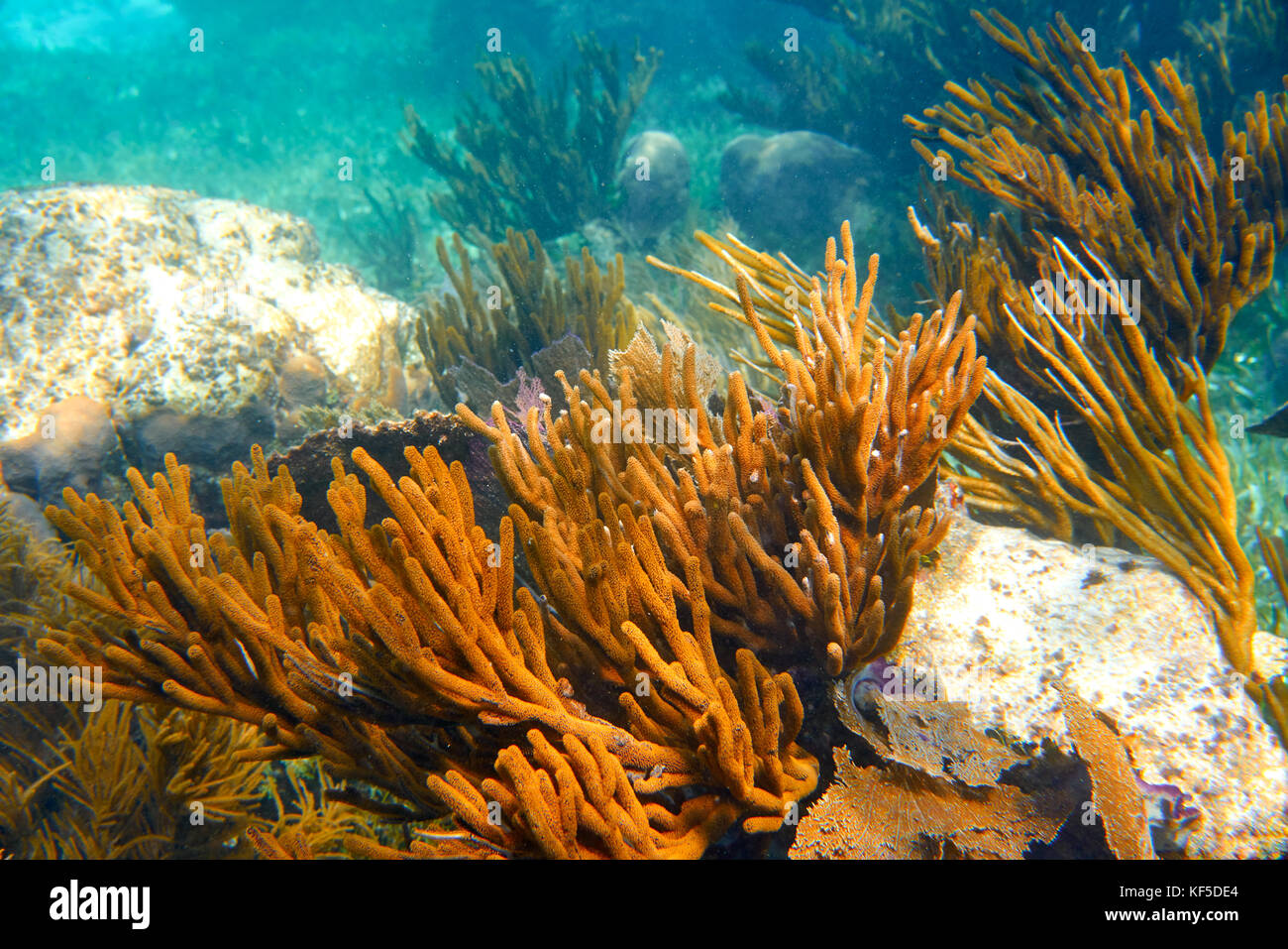 Mesoamerican barrier Great Mayan Reef in Riviera Maya of Caribbean ...