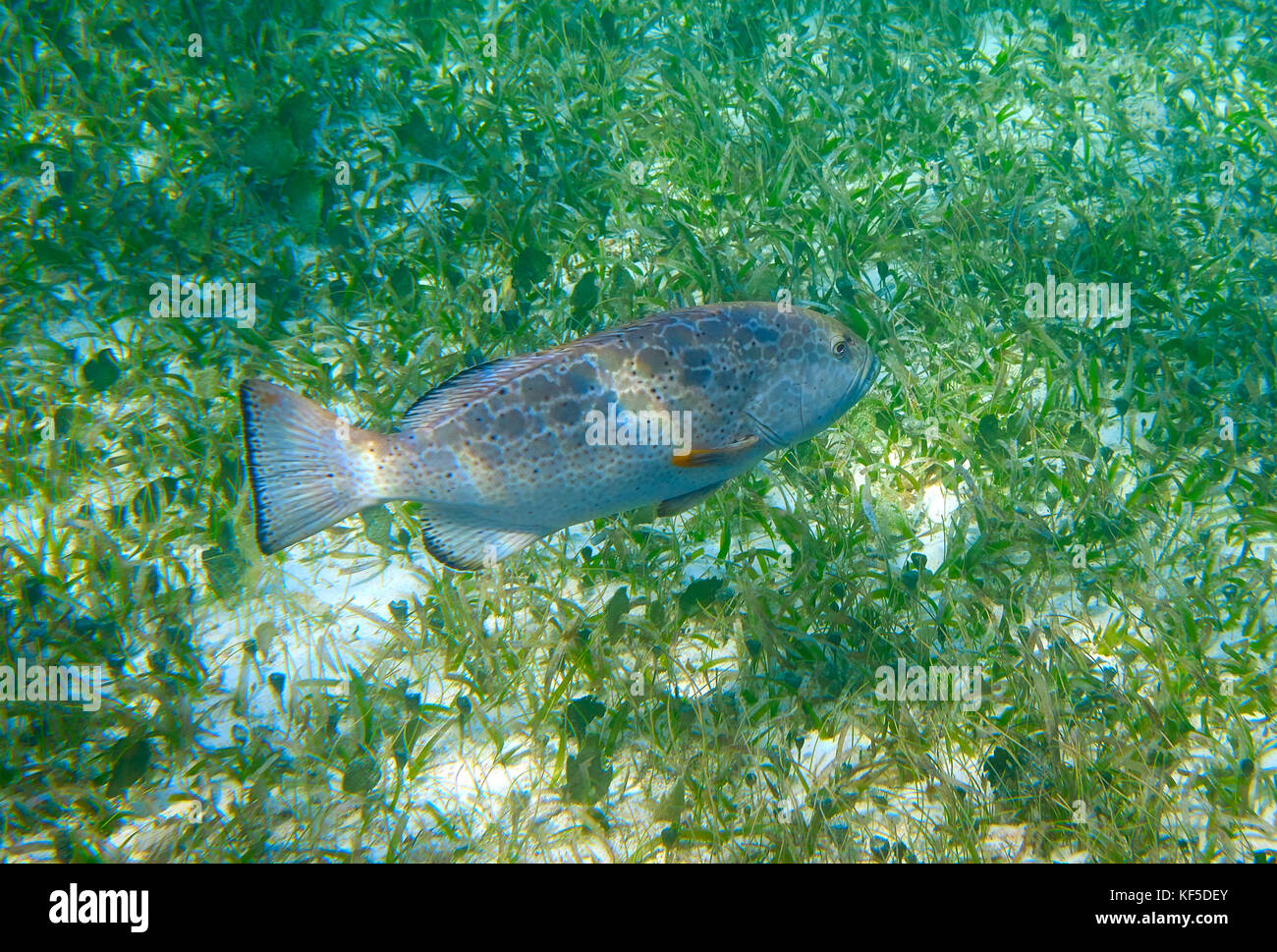 Grouper fish mexico hi-res stock photography and images - Alamy