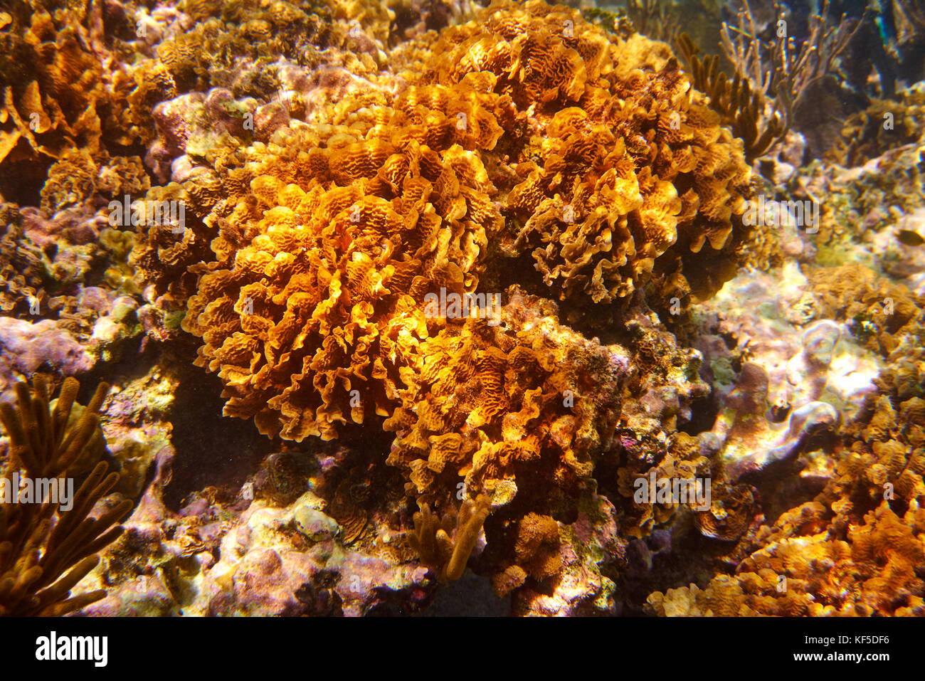 Mesoamerican barrier Great Mayan Reef in Riviera Maya of Caribbean ...