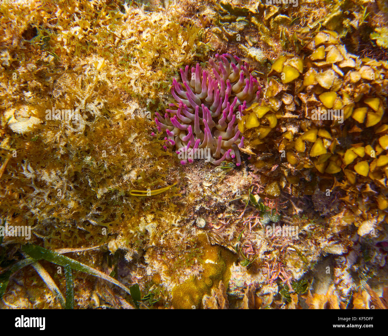 Mesoamerican barrier Great Mayan Reef in Riviera Maya of Caribbean ...