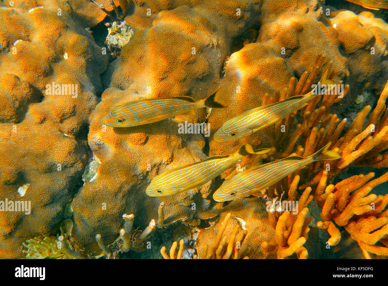 Mesoamerican barrier Great Mayan Reef grunt fishes in Riviera Maya ...