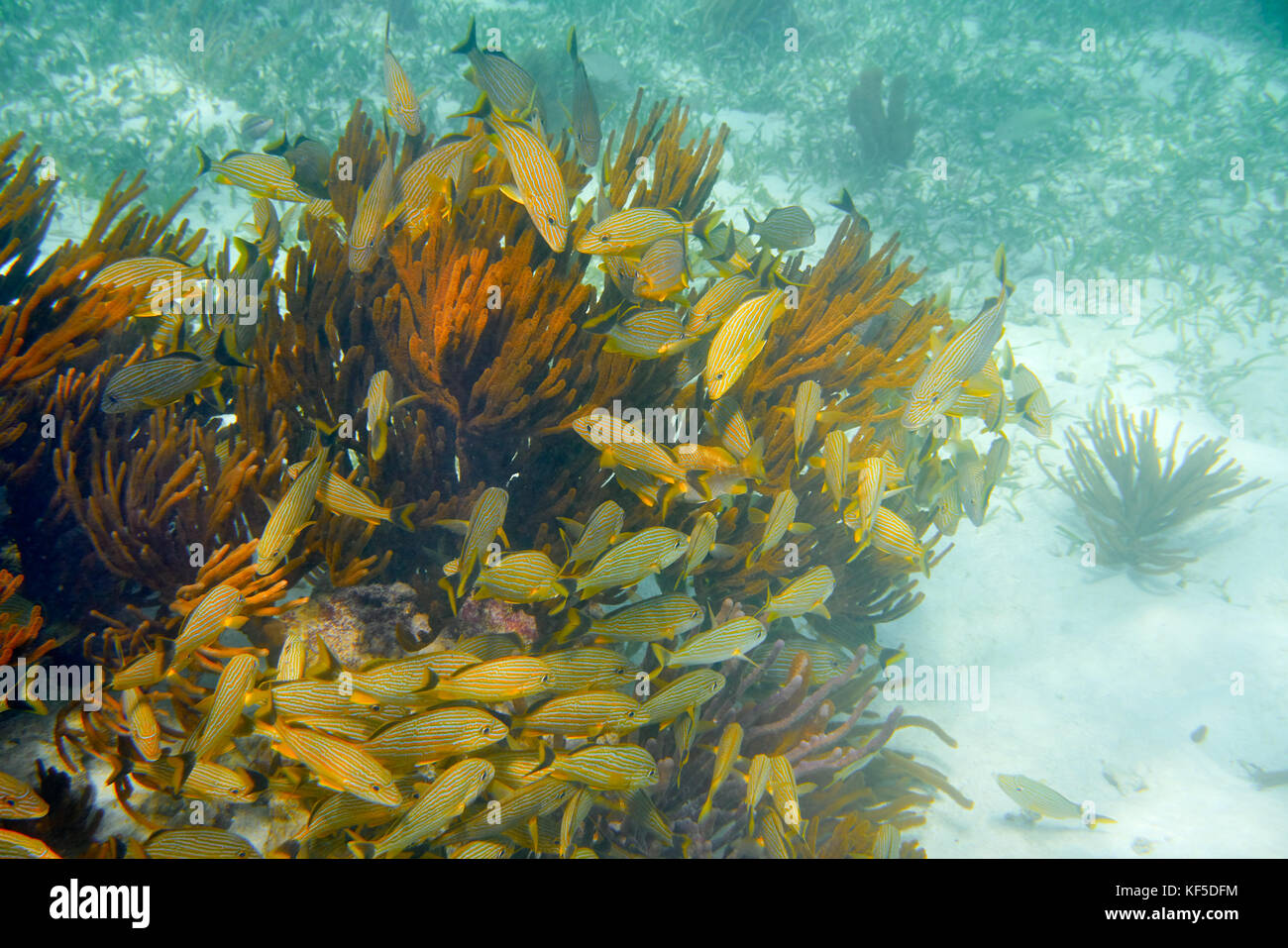 Mesoamerican reef riviera maya hi-res stock photography and images - Alamy