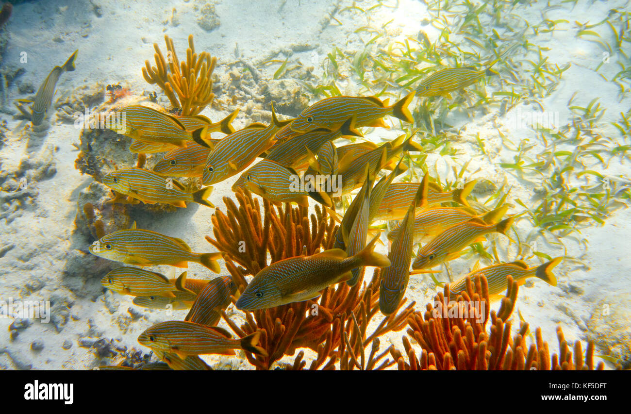Mesoamerican barrier Great Mayan Reef grunt fishes in Riviera Maya ...