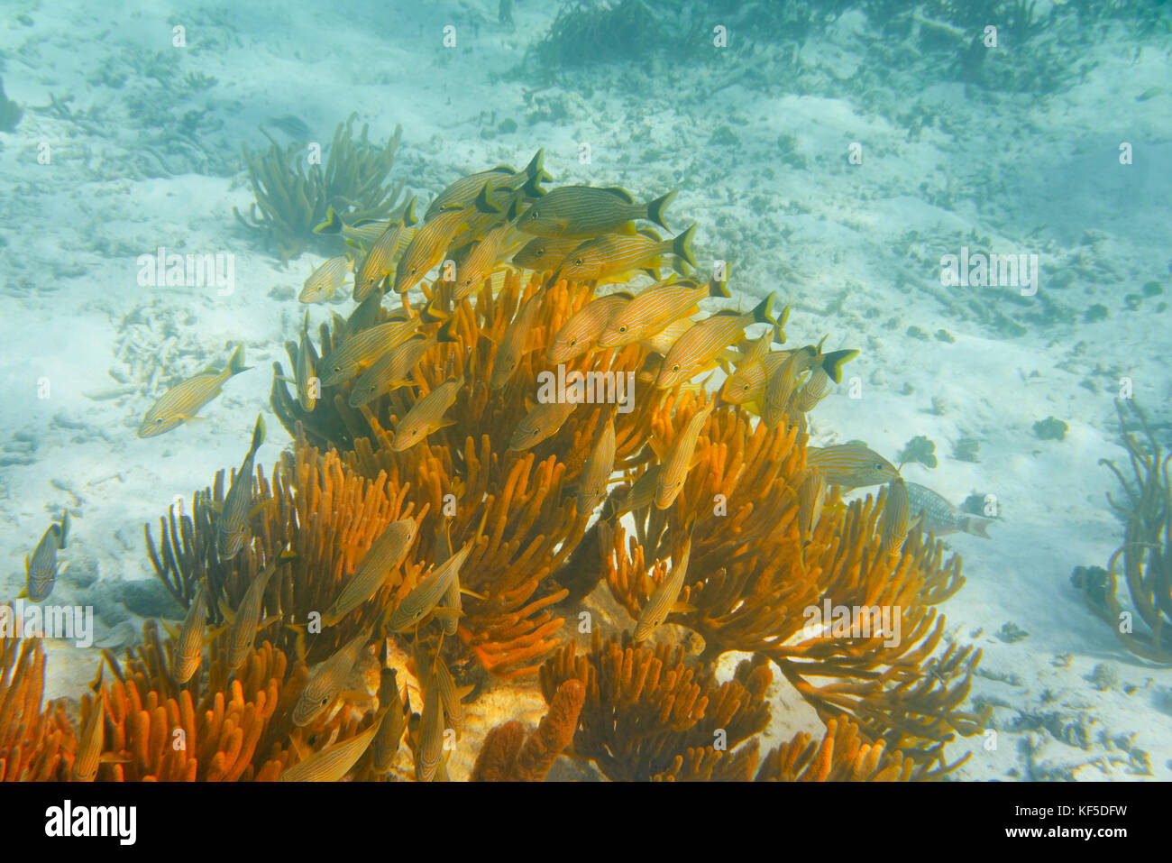 Mesoamerican barrier Great Mayan Reef grunt fishes in Riviera Maya ...