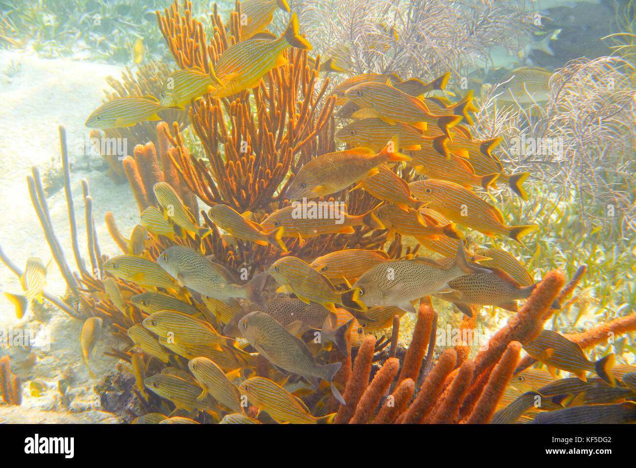 Mesoamerican barrier Great Mayan Reef grunt fishes in Riviera Maya ...