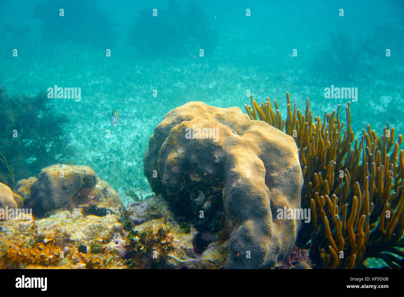 Mesoamerican barrier Great Mayan Reef in Riviera Maya of Caribbean ...