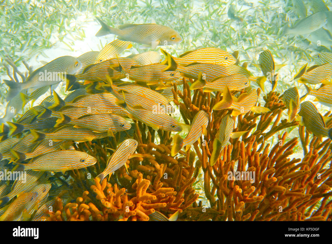 Mesoamerican barrier Great Mayan Reef grunt fishes in Riviera Maya ...