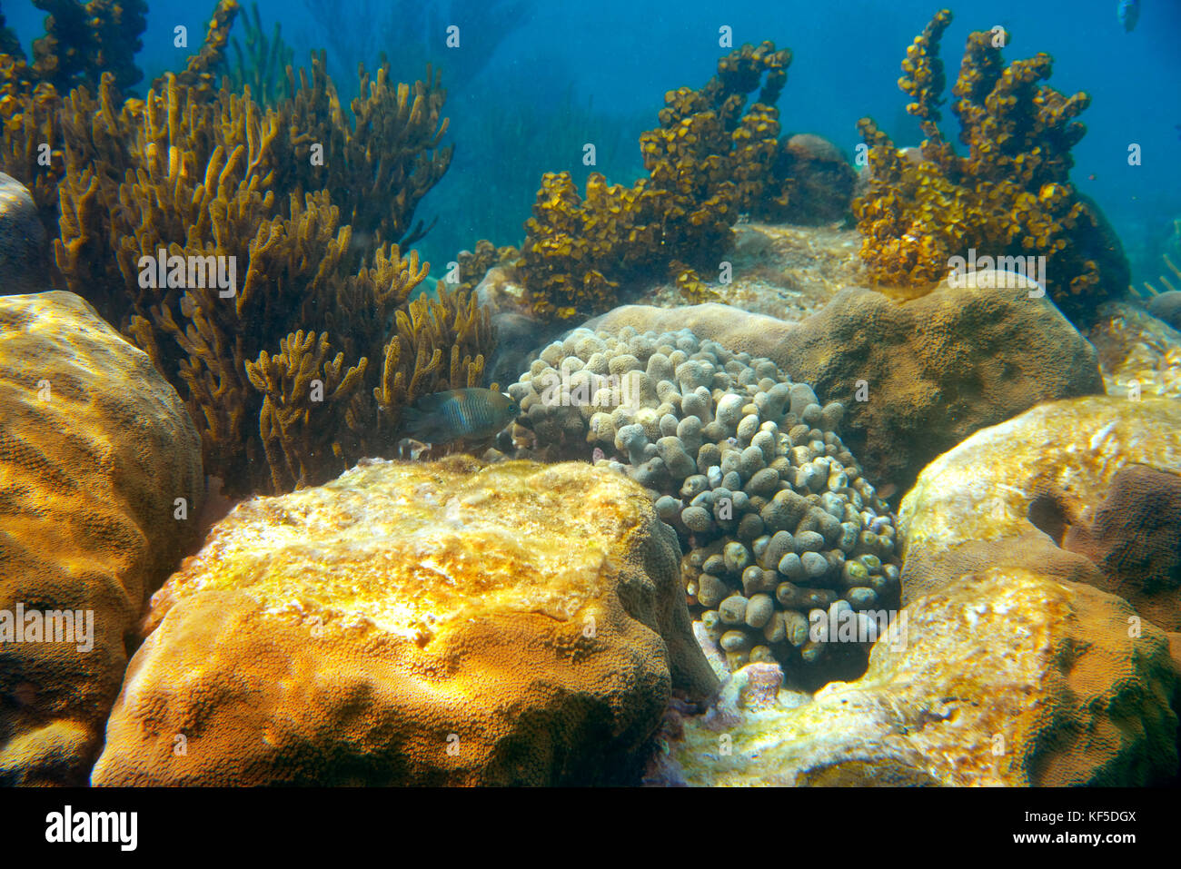 Mesoamerican barrier Great Mayan Reef in Riviera Maya of Caribbean ...