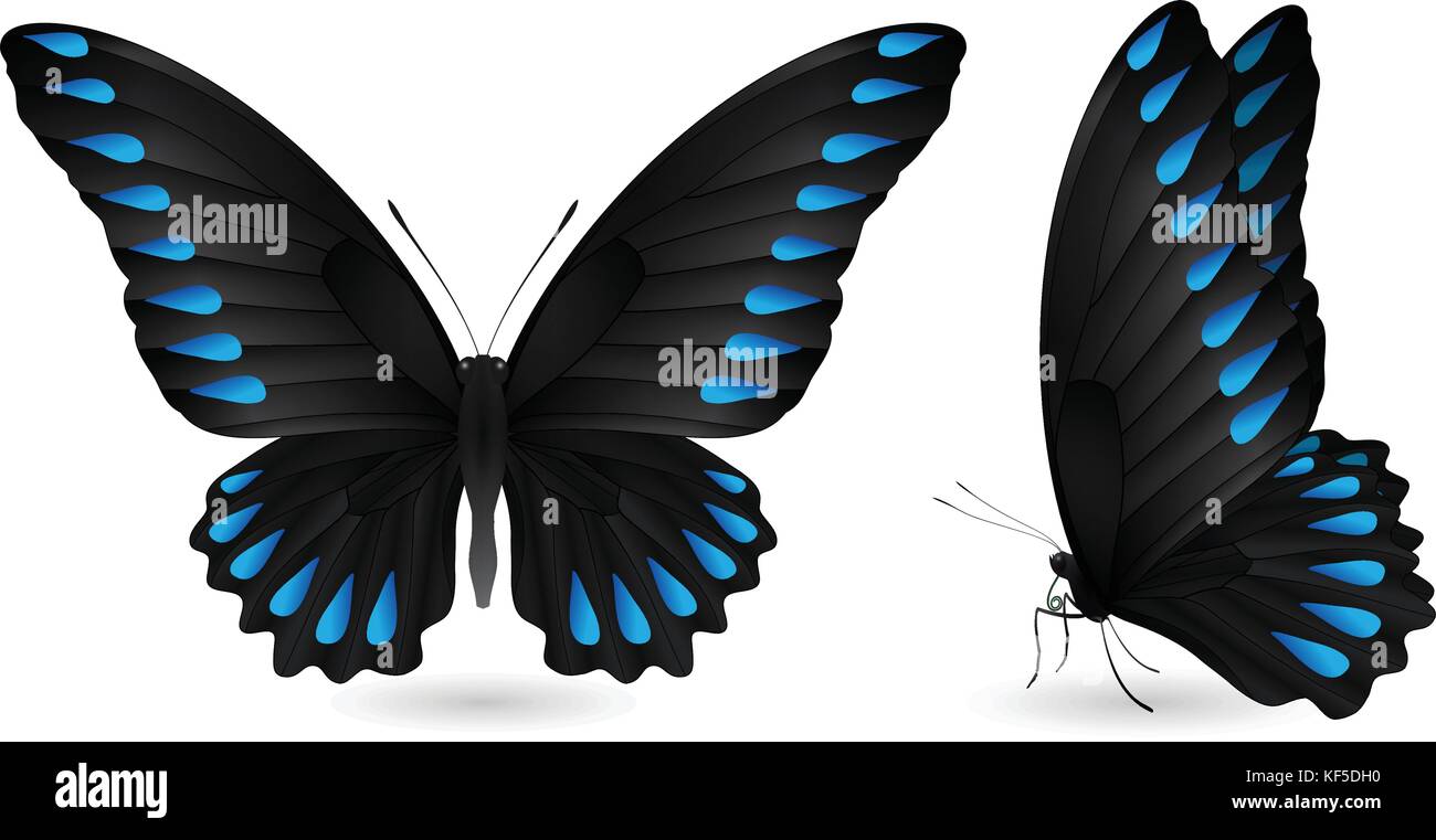 Set of colorful butterflies. Front and side view Stock Vector Image ...