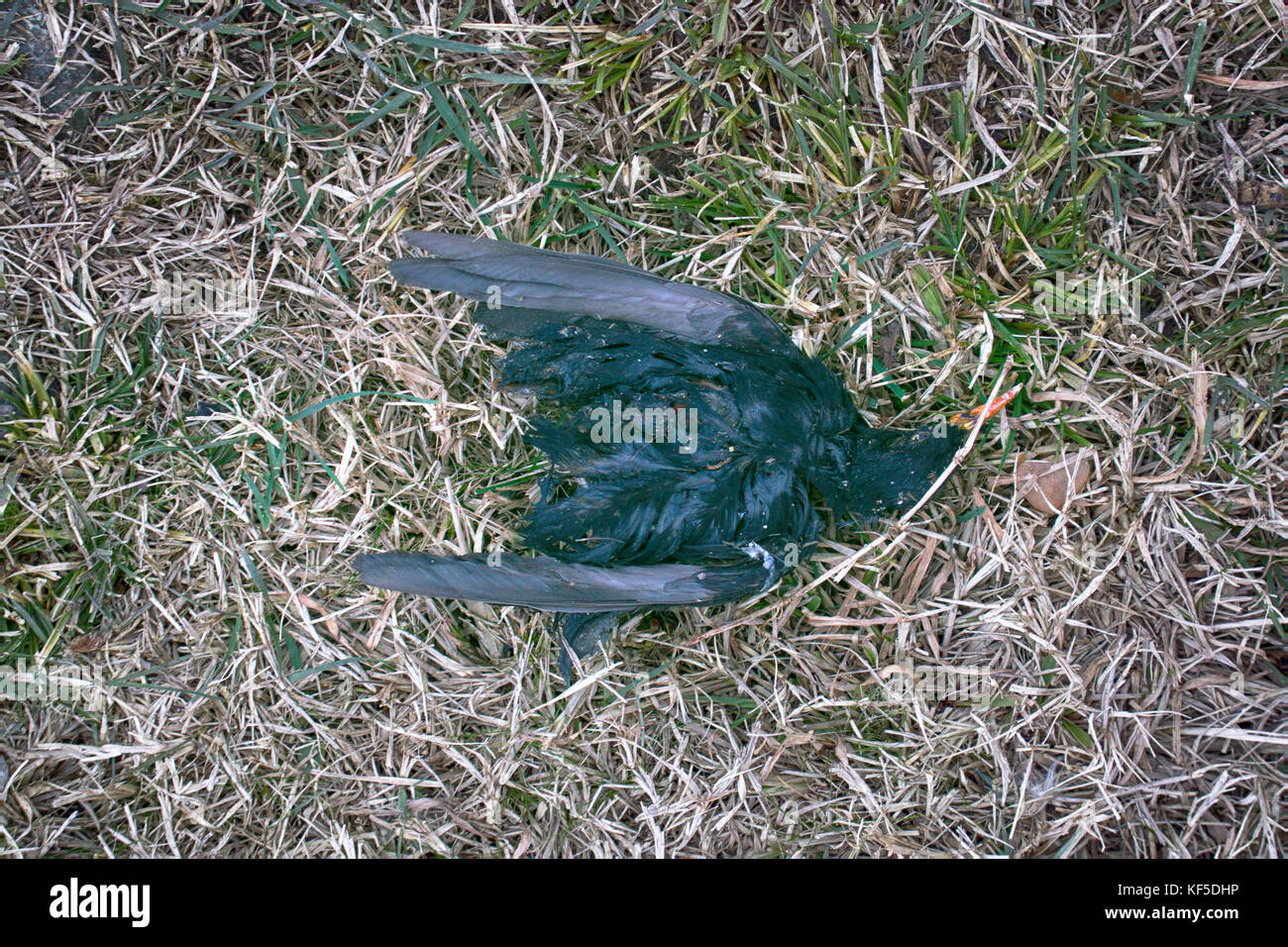 Dead animals disposed of in nature very quickly. Corpse of Starling in ...