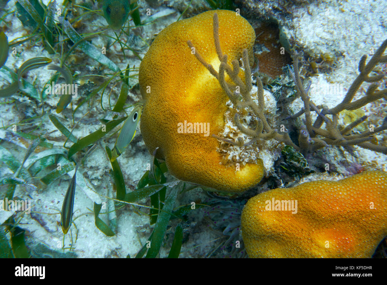 Mesoamerican barrier Great Mayan Reef in Riviera Maya of Caribbean ...