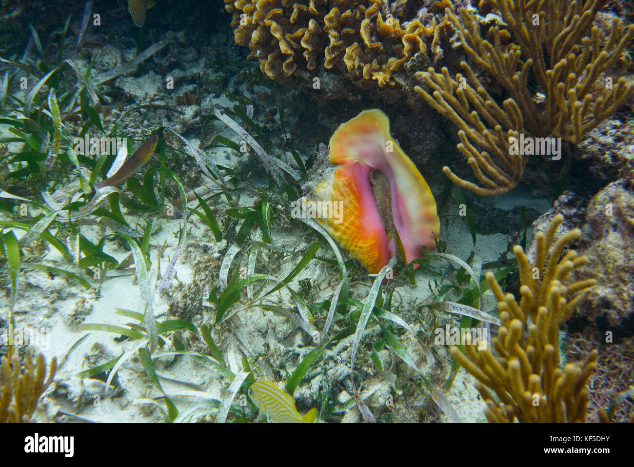 Mesoamerican barrier Great Mayan Reef sea shell in Riviera Maya Mexico ...