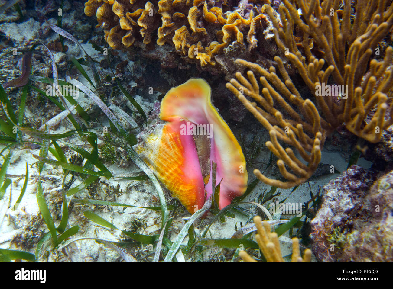 Mesoamerican barrier Great Mayan Reef sea shell in Riviera Maya Mexico ...