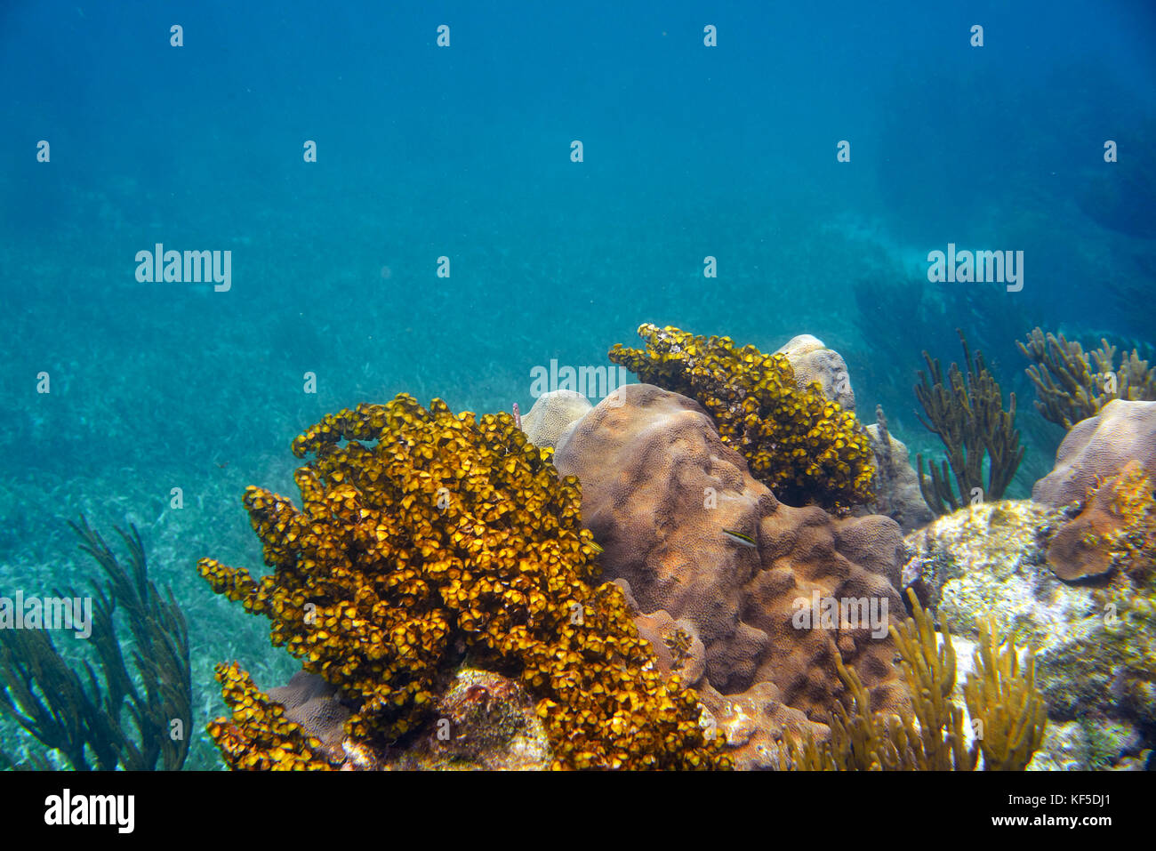 Mesoamerican barrier Great Mayan Reef in Riviera Maya of Caribbean ...