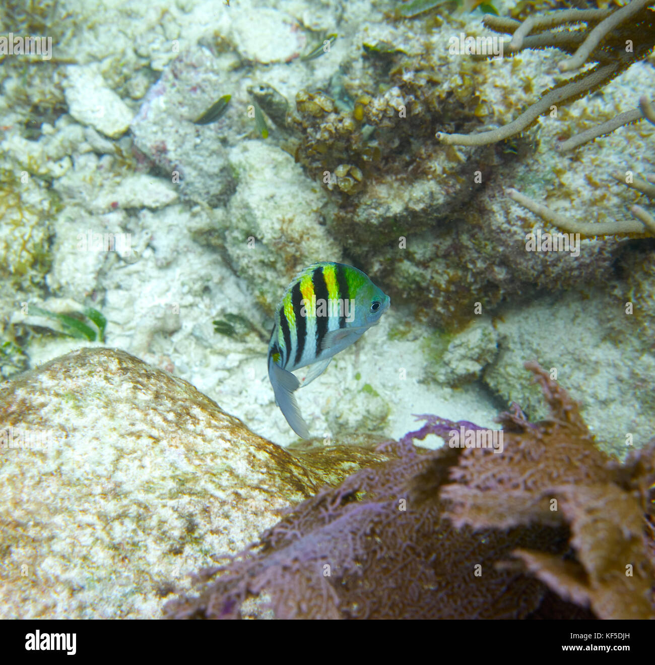Sergeant major fish in coral hi-res stock photography and images - Alamy