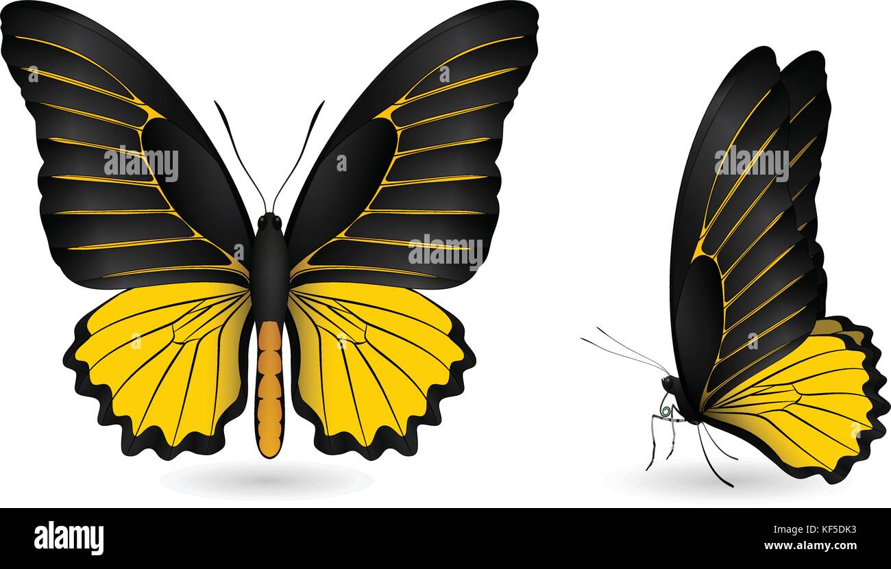 Set of colorful butterflies. Front and side view Stock Vector Image ...