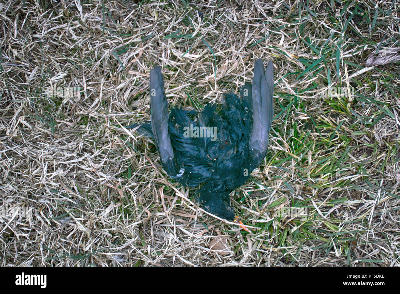 Dead animals disposed of in nature very quickly. Corpse of Starling in ...