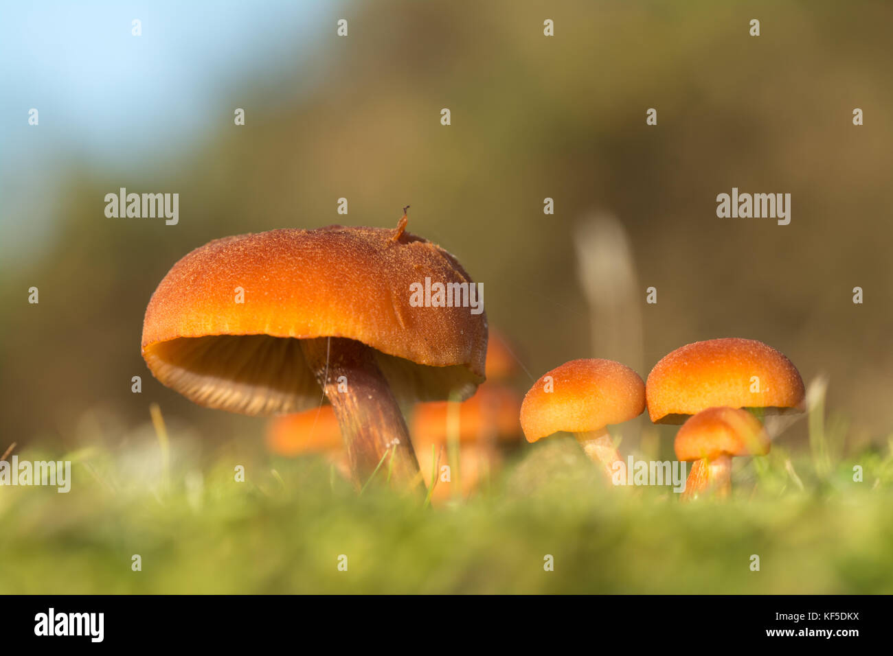 Common deceiver toadstools (Laccaria laccata) among grass on heathland ...