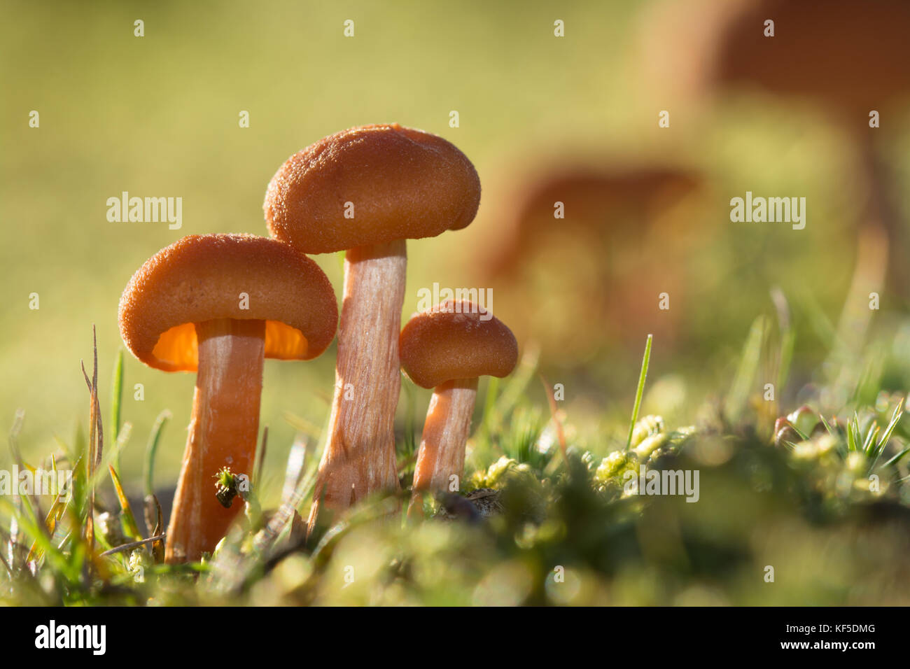 Toadstools In Grass High Resolution Stock Photography and Images - Alamy