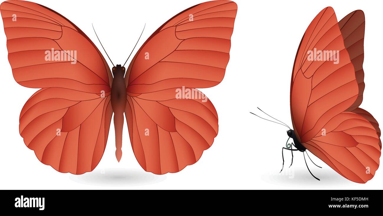 Set of colorful butterflies. Front and side view Stock Vector Image ...
