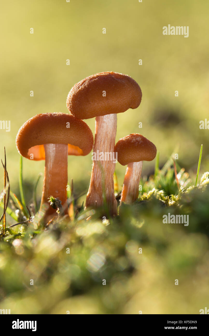 Common deceiver toadstools backlit (Laccaria laccata) among grass on ...