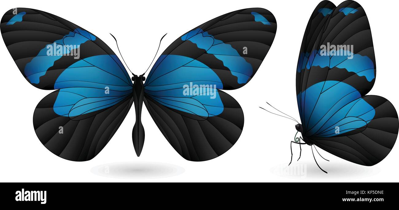 Side view of monarch butterfly Cut Out Stock Images & Pictures - Alamy