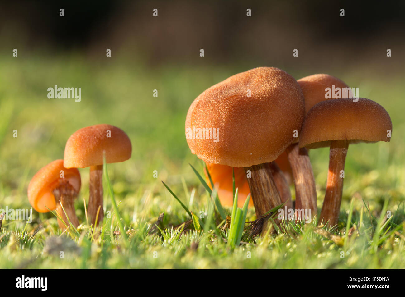 Common toadstools hi-res stock photography and images - Alamy