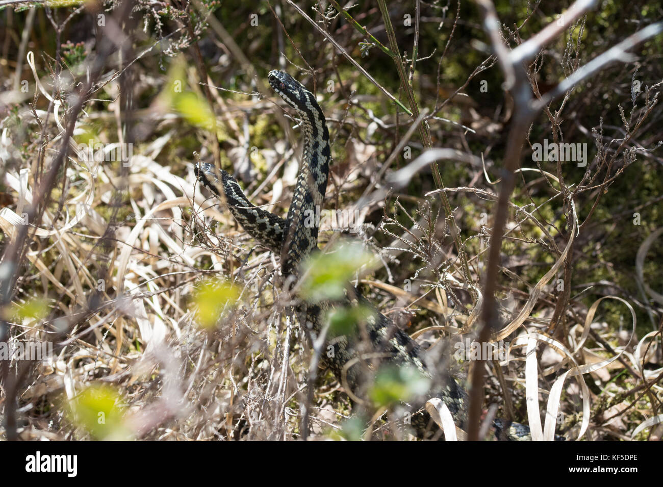 Male adders mating hi-res stock photography and images - Alamy