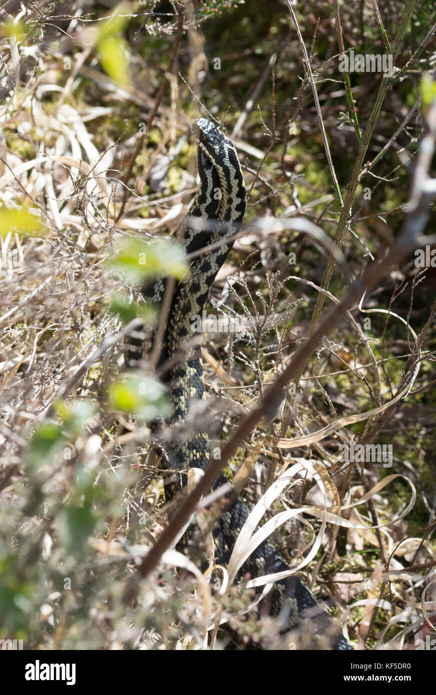 Two male adders (Vipera berus) fighting (dancing) for mating rights ...