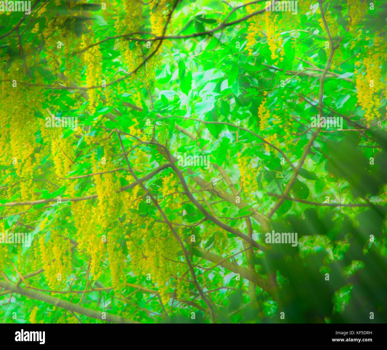 spring background green flowering tree. yellow flowers in sun Stock ...