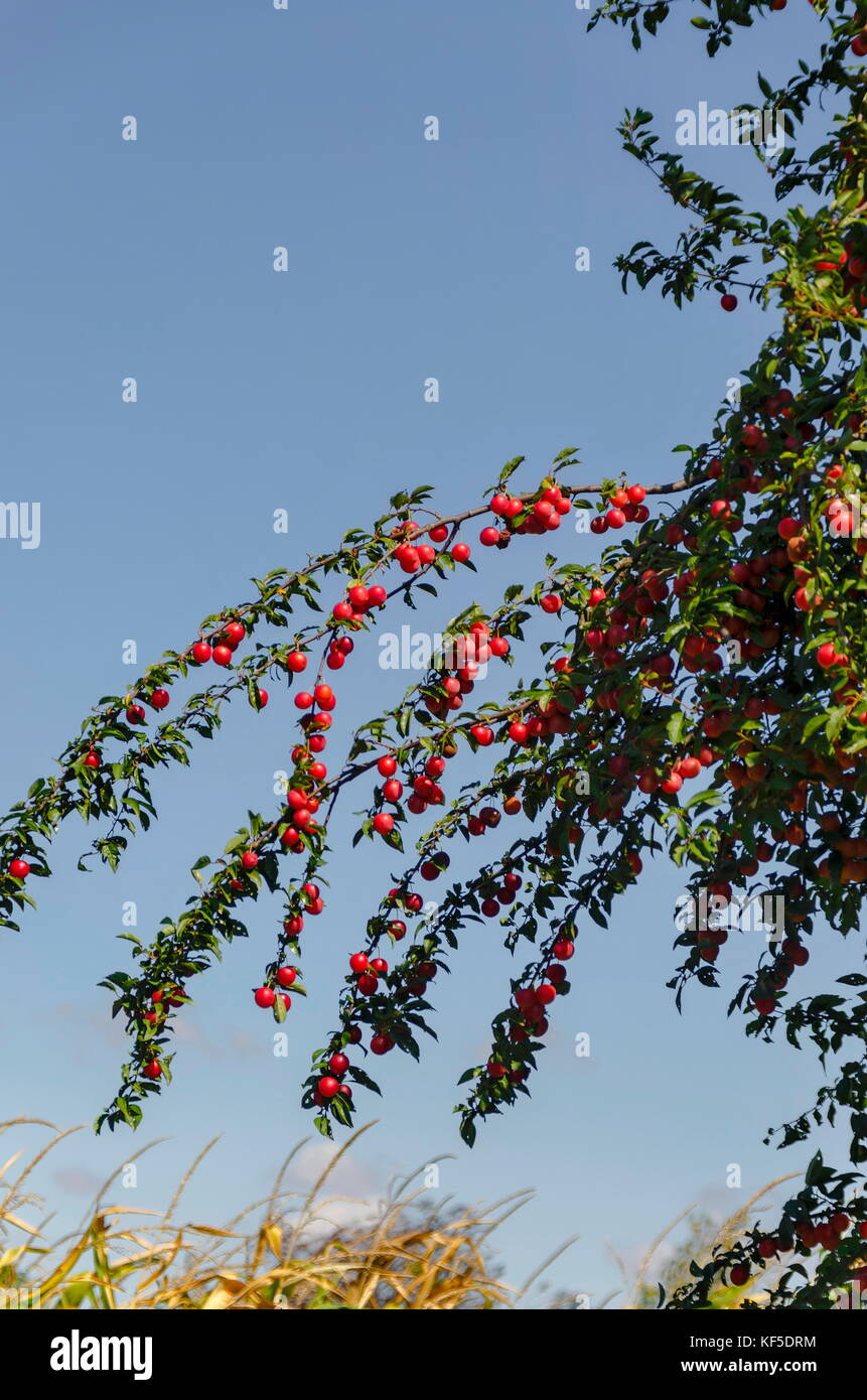 Ripe red fruits of wild plum growing in the nature on sunny day, Zavet ...