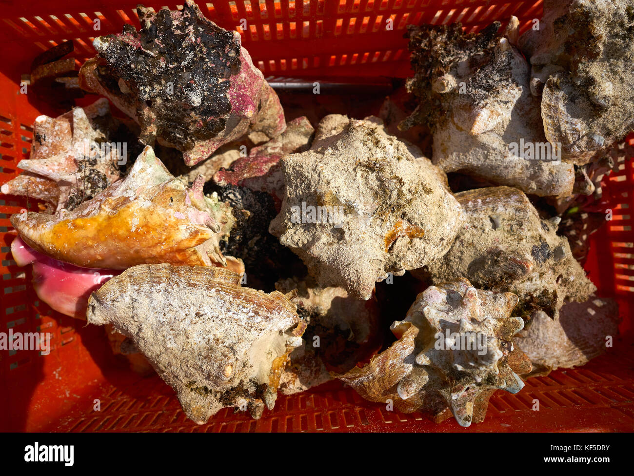 Caribbean seashells catch in Mexico for souvenir market and ceviche ...