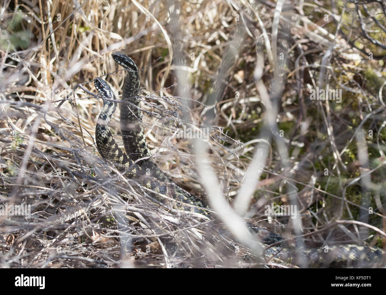 Two Male Adders Vipera Berus Fighting dancing For Mating Rights