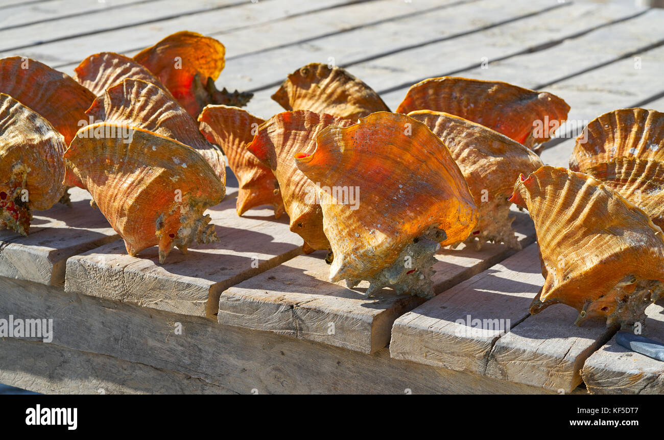 Caribbean seashells on a wooden pier in Mexico Stock Photo - Alamy