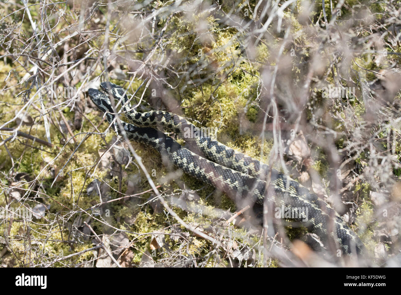 Two male adders (Vipera berus) fighting (dancing) for mating rights ...
