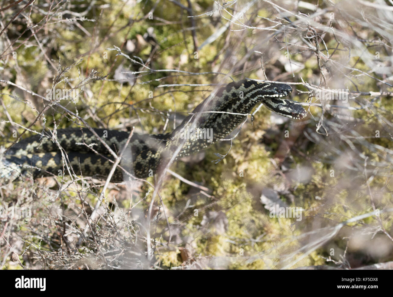 Two male adders (Vipera berus) fighting (dancing) for mating rights ...