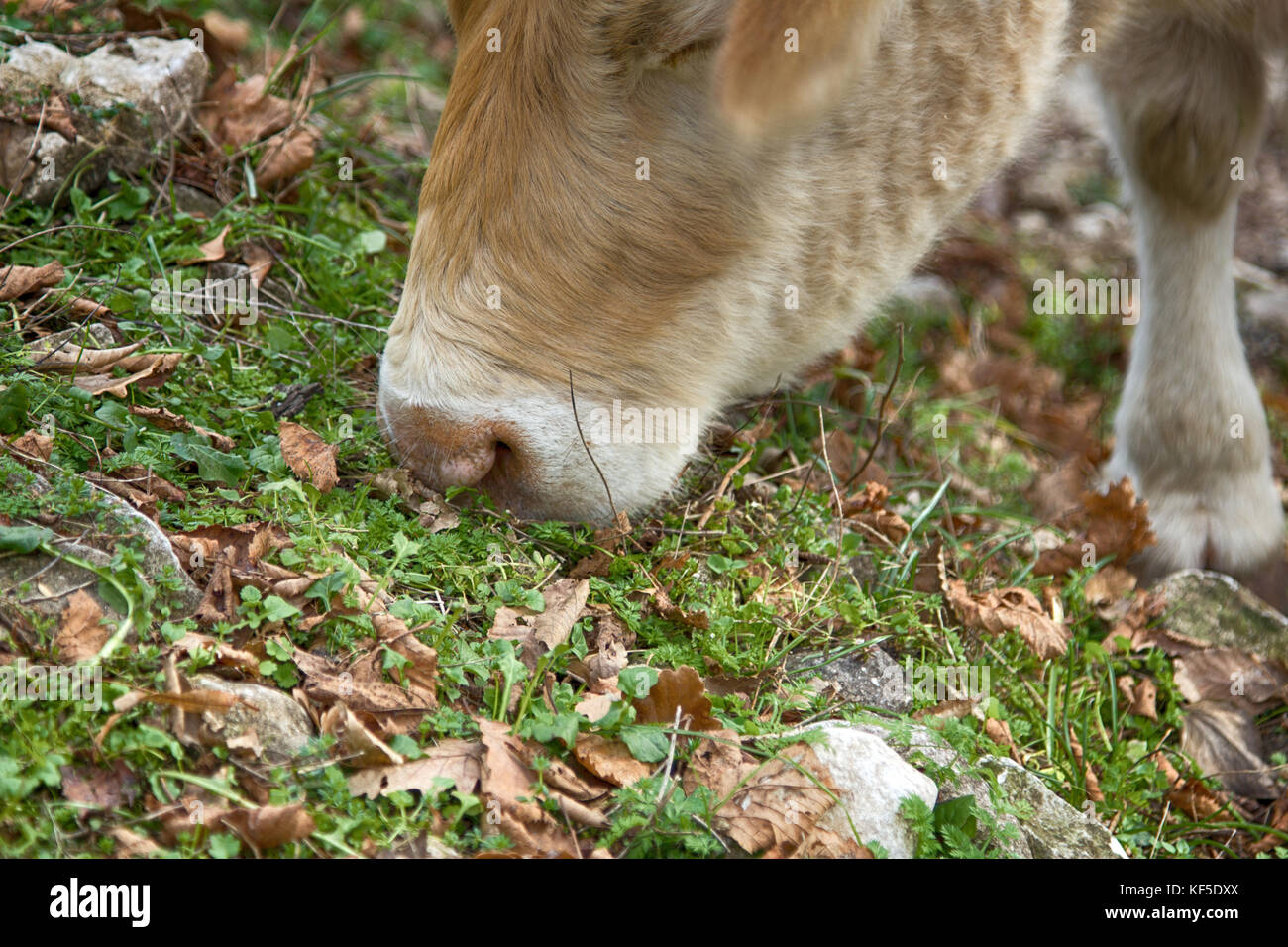 bright cow in open pasture head with antlers closeup Stock Photo - Alamy