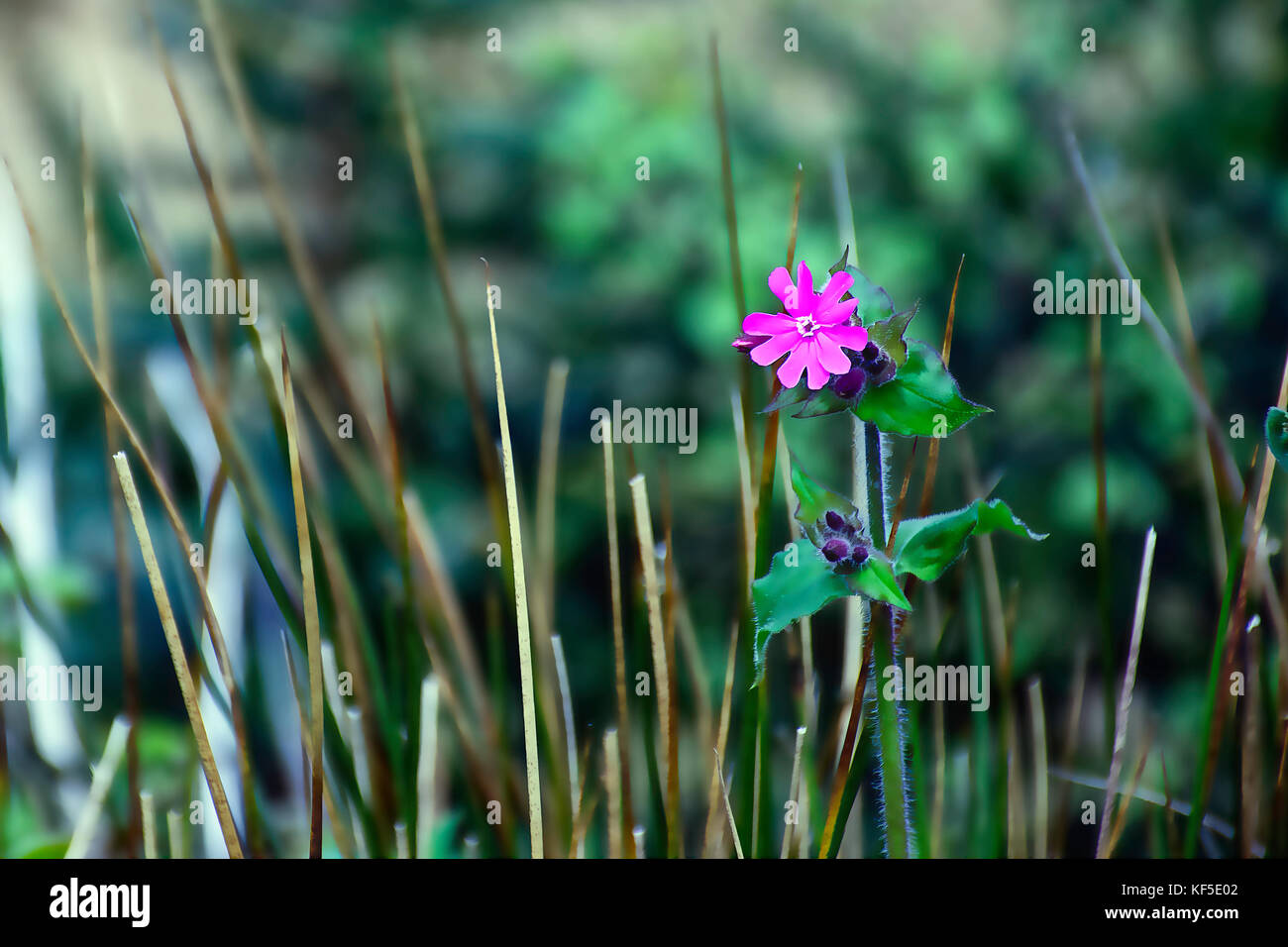Snowdonia national park flower hi-res stock photography and images - Alamy